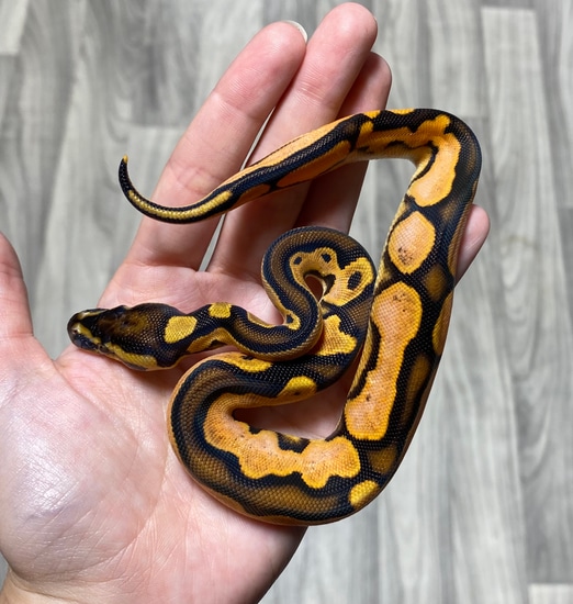 Cinnamon Orangedream Calico Ball Python by Southern Roots Pythons