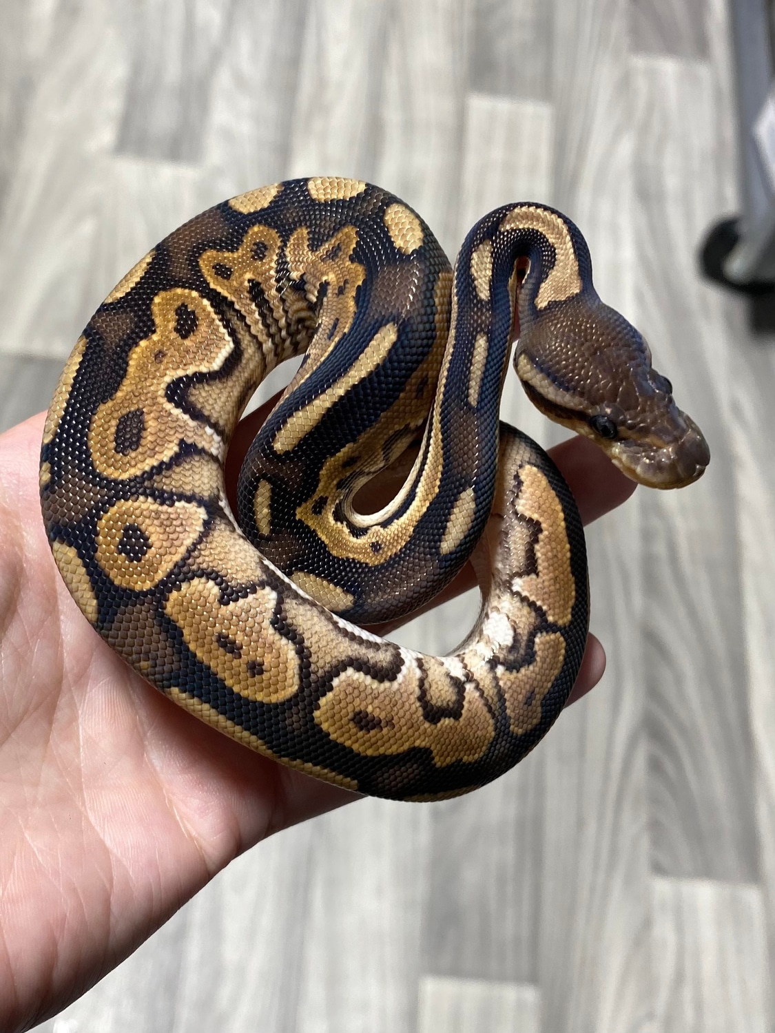 Cinnamon Calico Ball Python by Southern Roots Pythons - MorphMarket