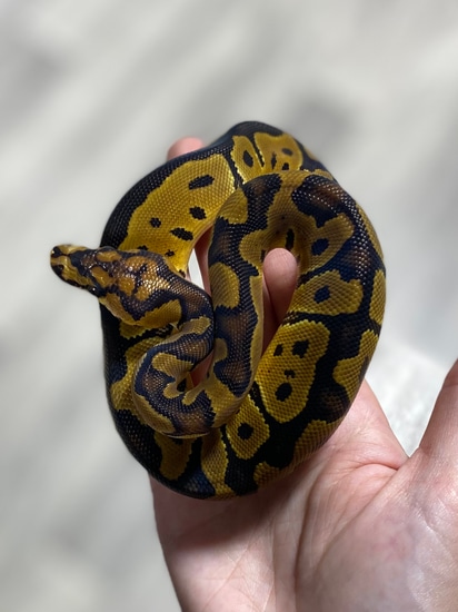 Yellowbelly Clown Ball Python by Southern Roots Pythons