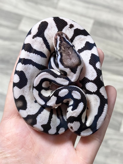Fire Pastel VPI Axanthic Ball Python by Southern Roots Pythons