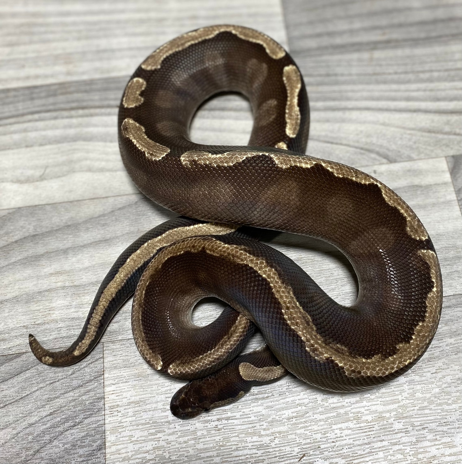 GHI Mojave Het Hypo Ball Python by Southern Roots Pythons - MorphMarket