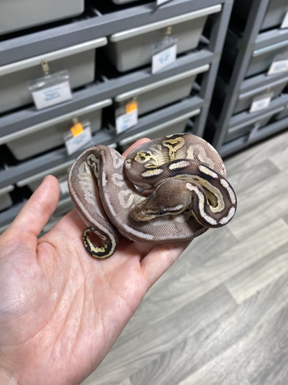 Fire Pewter Mocha Ball Python by Southern Roots Pythons