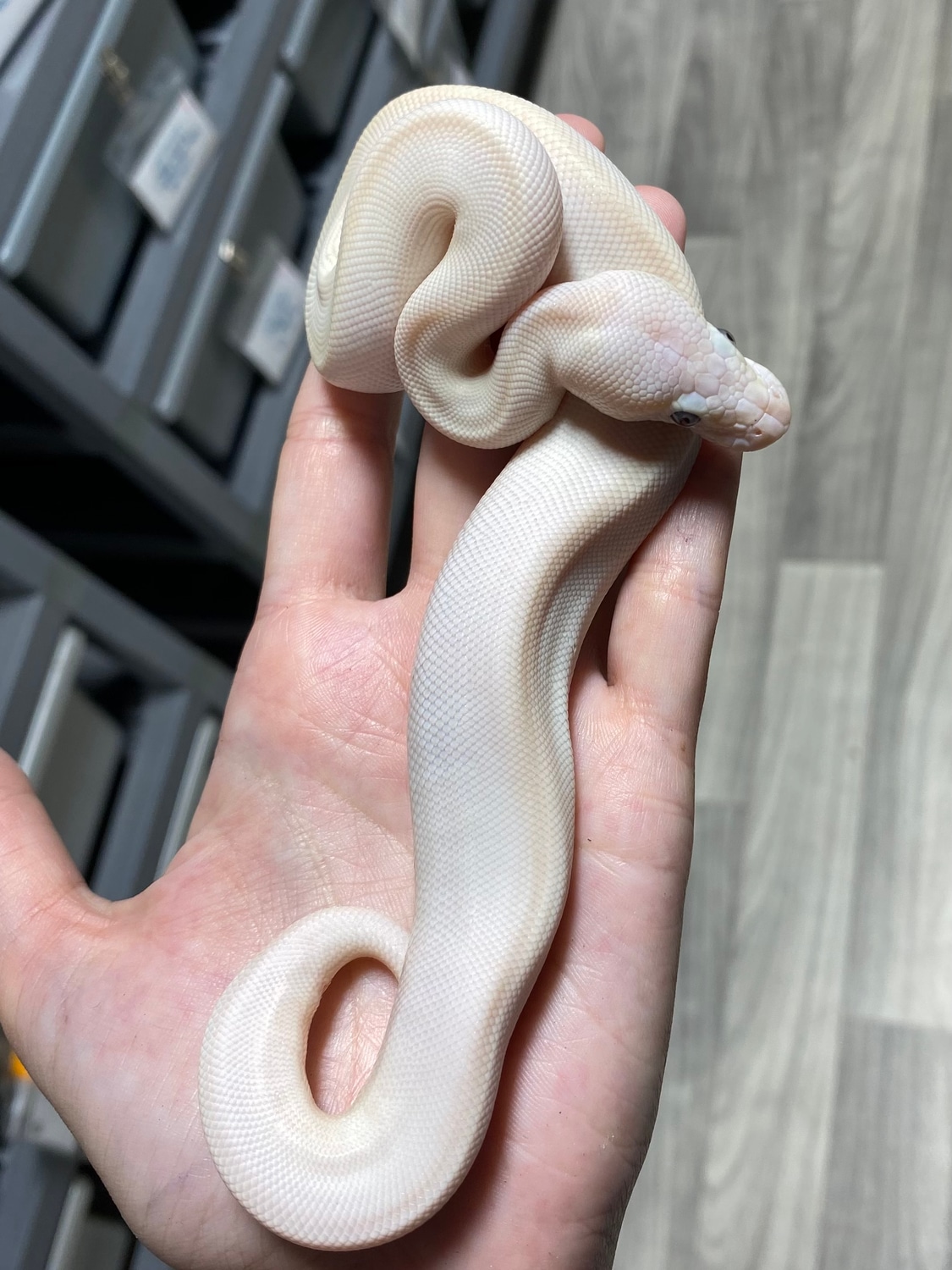 BEL Blue Eyed Lucy Mocha Lesser Ball Python by Southern Roots Pythons ...
