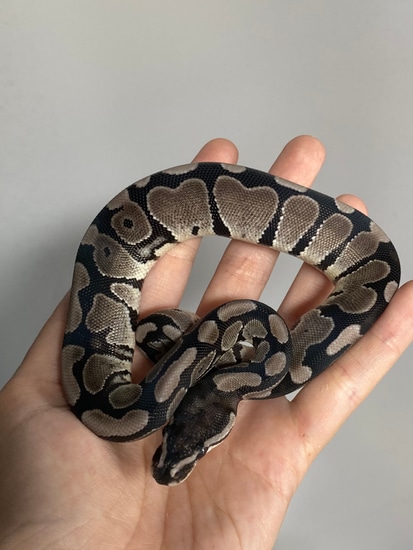 Vpi Axanthic Ball Python by Southern Roots Pythons
