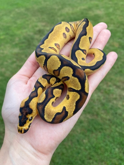 Free ️ Enchi Red Stripe Poss Yellowbelly Clown Ball Python by Southern ...