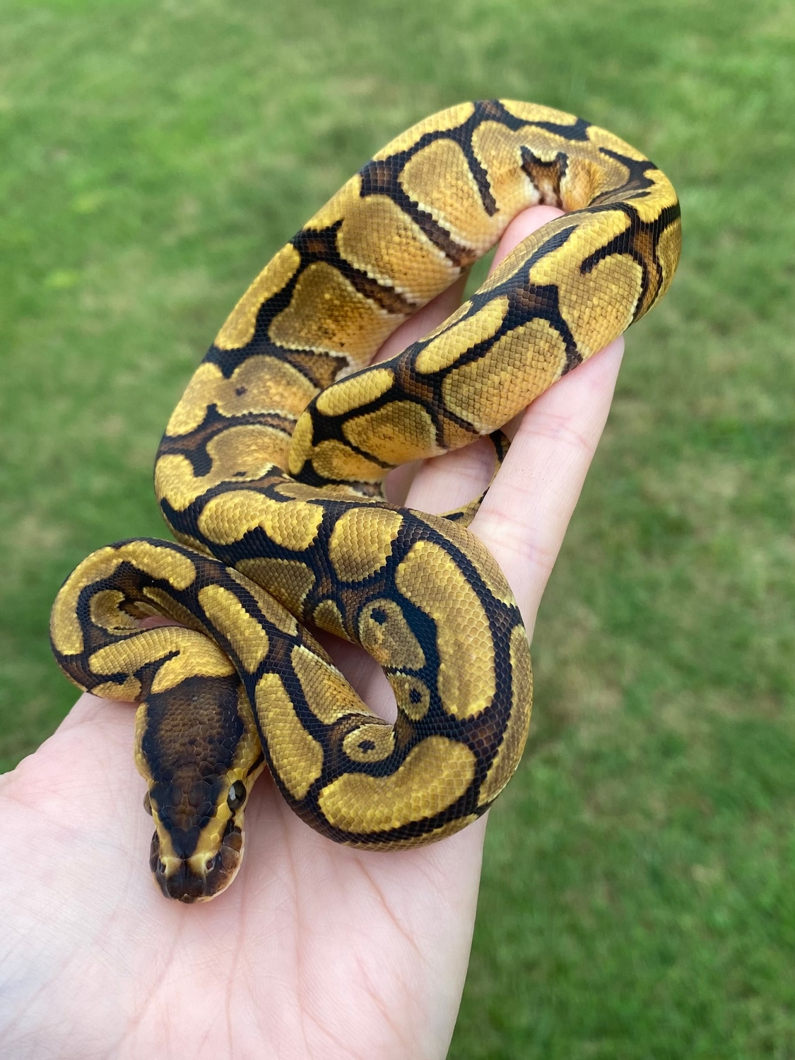 Free ️ Enchi Red Stripe Yellowbelly Het Clown Ball Python by Southern ...