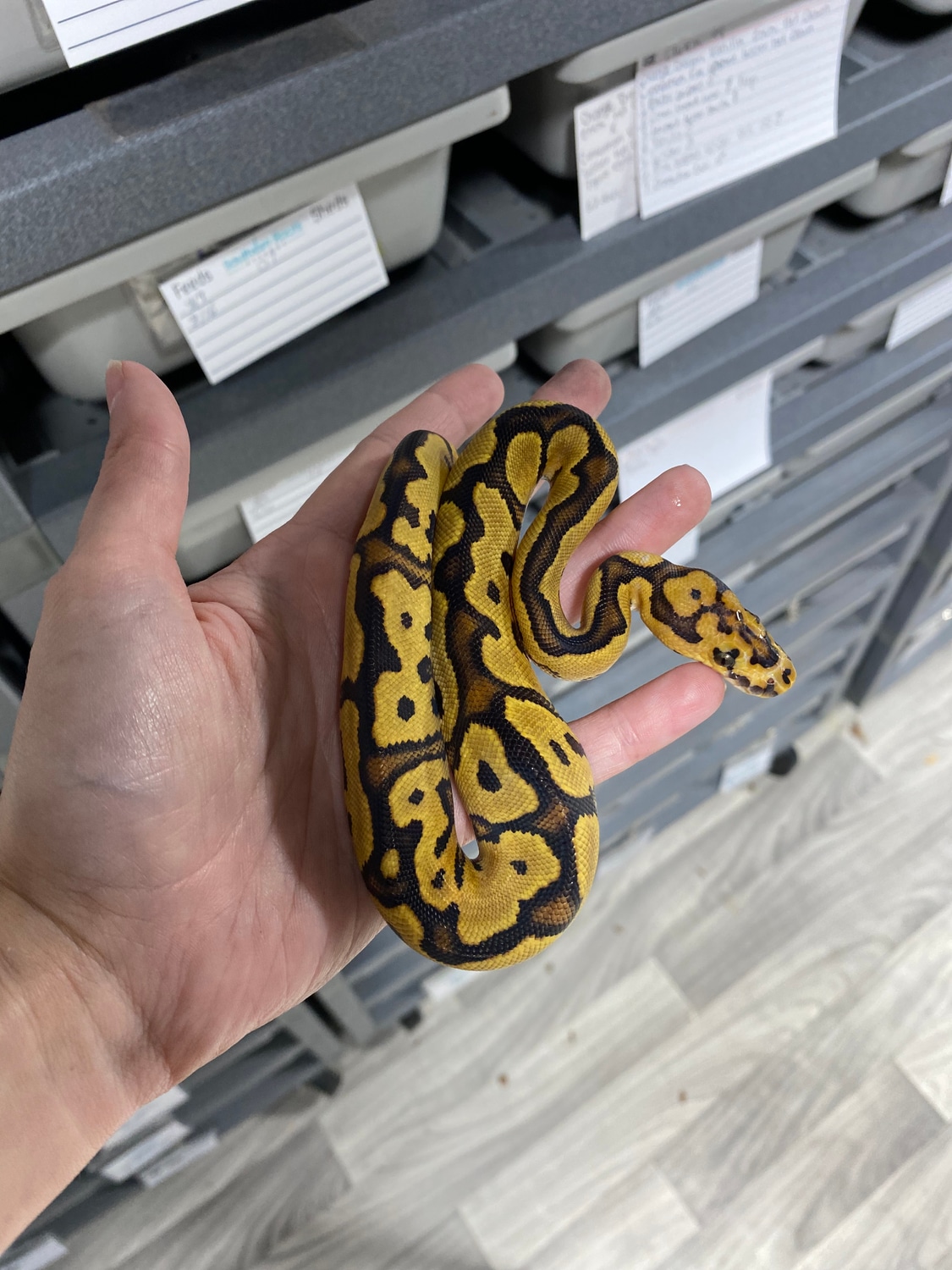 Vanilla Or Fire Clown Ball Python by Southern Roots Pythons - MorphMarket