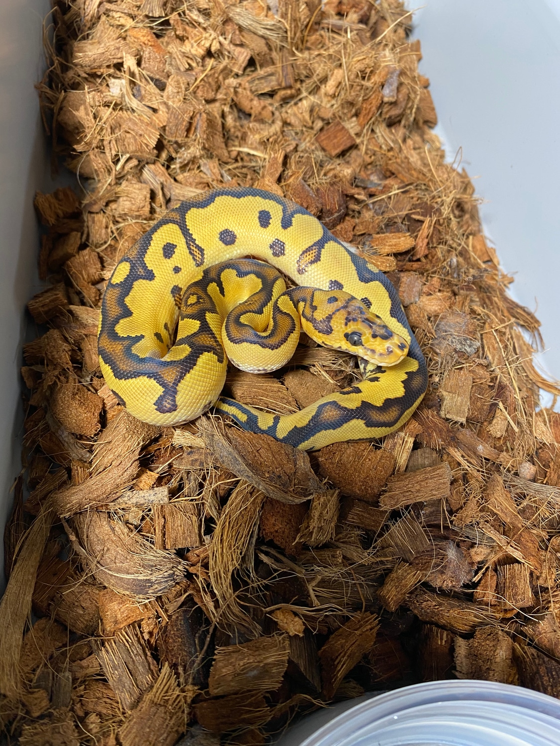 Vanilla Or Fire Clown Ball Python by Southern Roots Pythons - MorphMarket