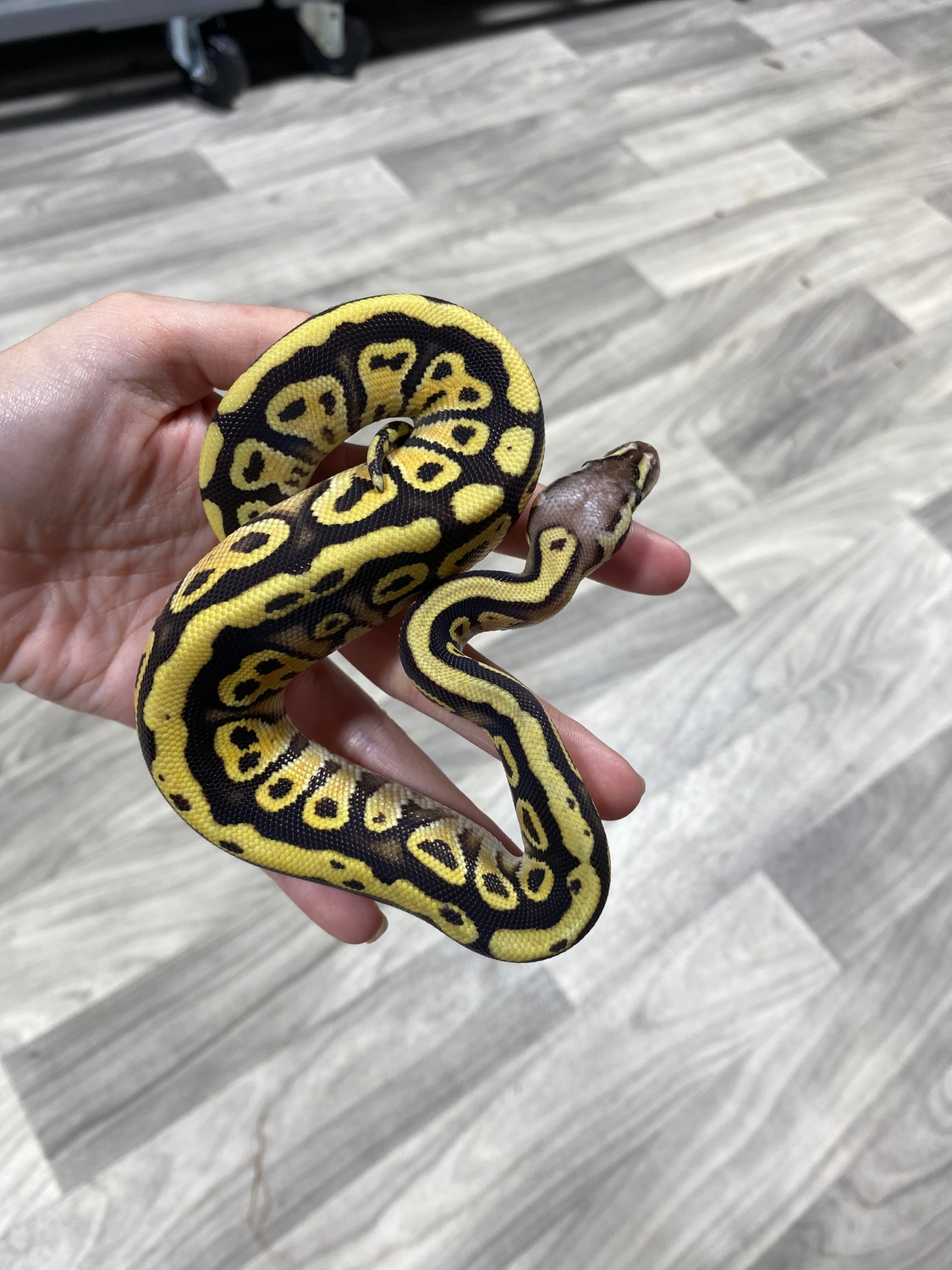 Firefly Cypress Het Hypo Ball Python by Southern Roots Pythons ...