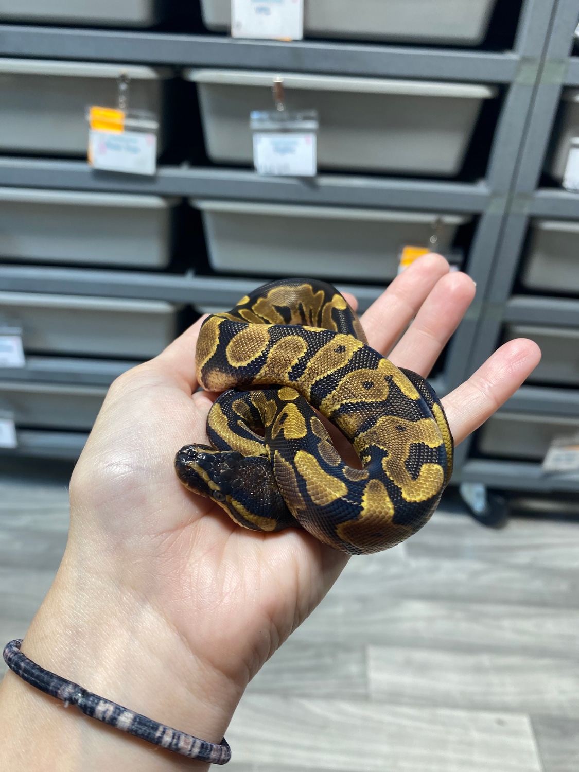 Gravel Ball Python by Southern Roots Pythons - MorphMarket