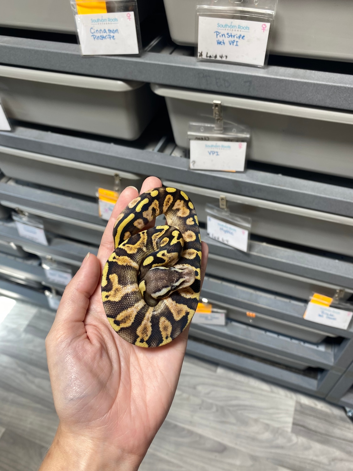 Pastel Ghi Calico Ball Python by Southern Roots Pythons - MorphMarket