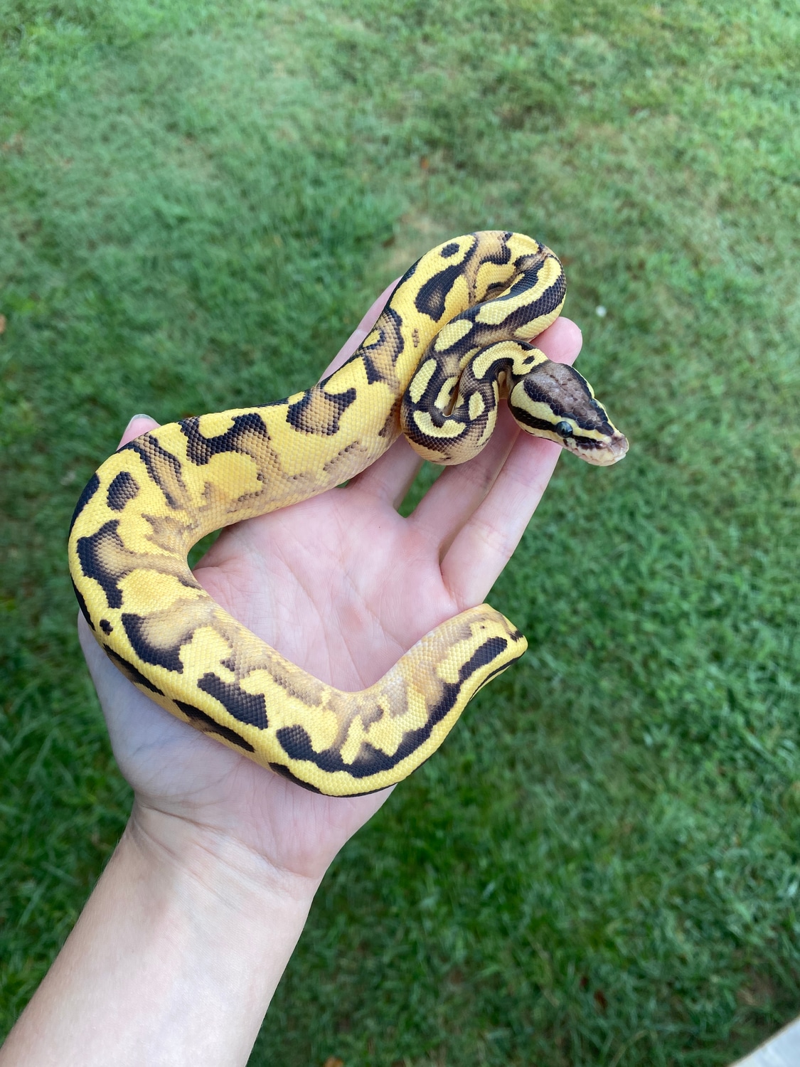 Vanilla Pastel Yellowbelly Leopard Het Pied Ball Python by Southern ...
