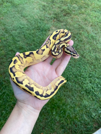 Vanilla Pastel Yellowbelly Leopard Het Pied Ball Python by Southern Roots Pythons - MorphMarket