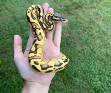 Vanilla Pastel Yellowbelly Leopard Het Pied Ball Python by Southern ...
