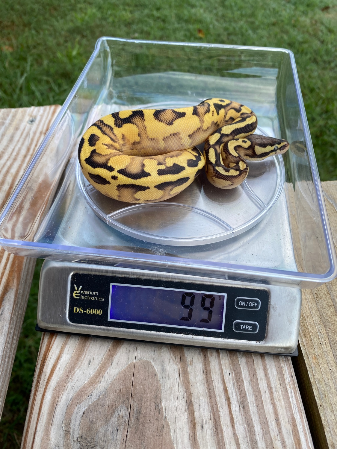 Vanilla Pastel Yellowbelly Leopard Het Pied Ball Python by Southern ...