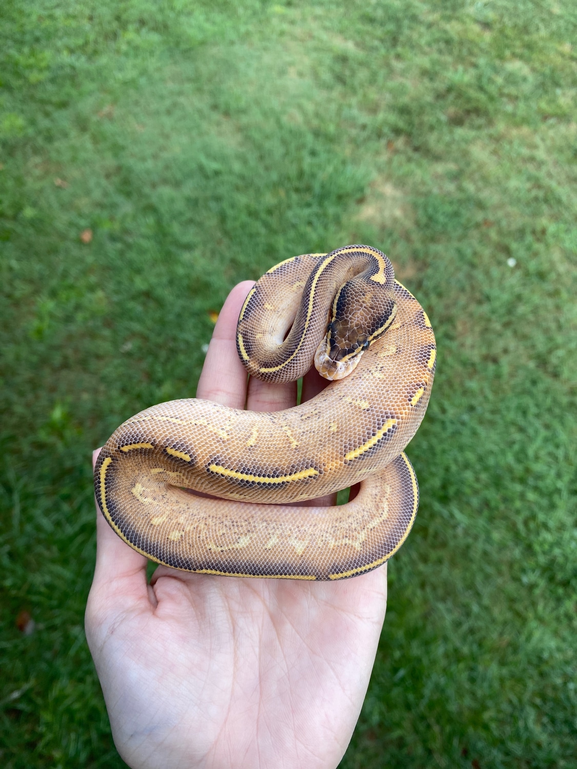 Highway Ball Python by Southern Roots Pythons - MorphMarket