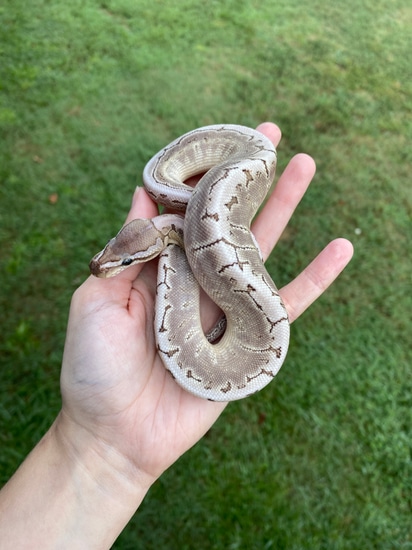 Bamboo Pinstripe VPI Axanthic Ball Python by Southern Roots Pythons