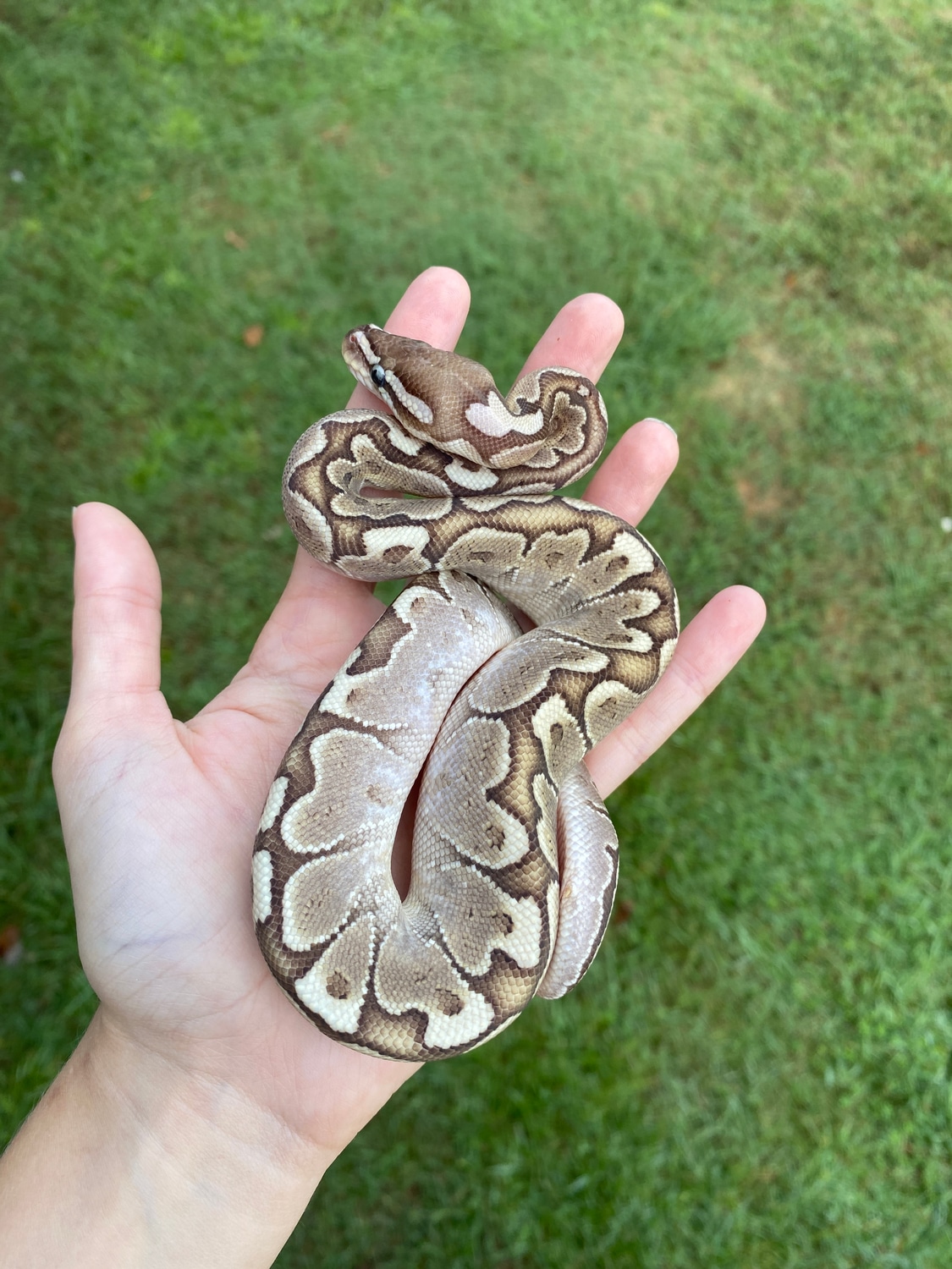Bamboo Het VPI Axanthic Ball Python by Southern Roots Pythons - MorphMarket