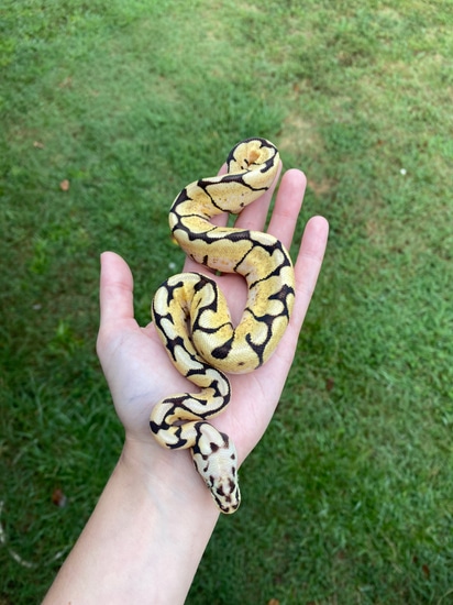 Vanilla Or Fire Pastel Spider Het VPI Axanthic Ball Python by Southern ...