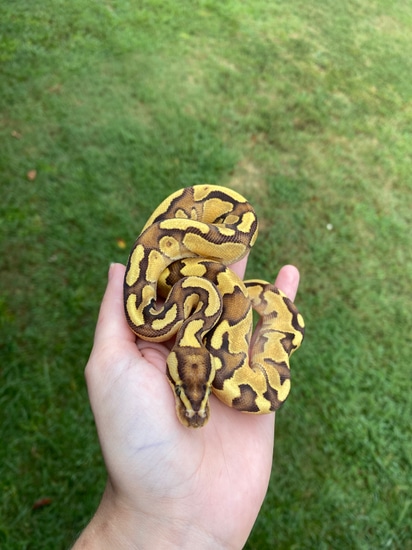 Free ️ Mocha Enchi Fire Pastel Ball Python by Southern Roots Pythons