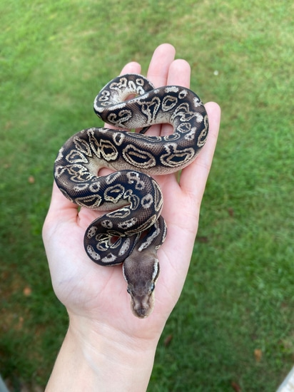 Gargoyle Het Clown Ball Python by Southern Roots Pythons