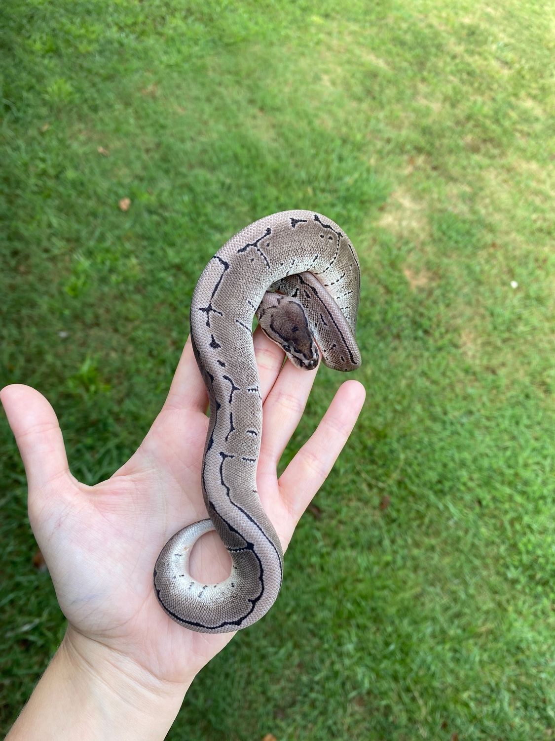 Pinstripe Leopard Vpi Axanthic Ball Python by Southern Roots Pythons ...