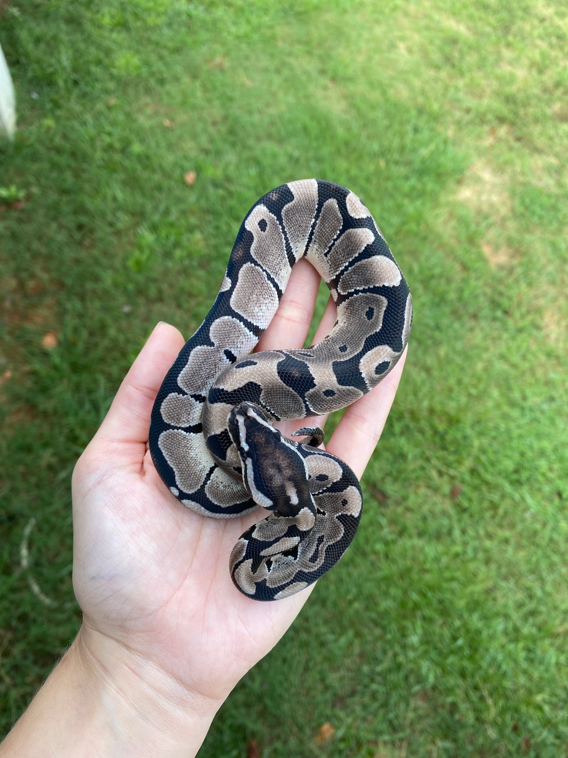 Fire VPI Axanthic Ball Python by Southern Roots Pythons - MorphMarket