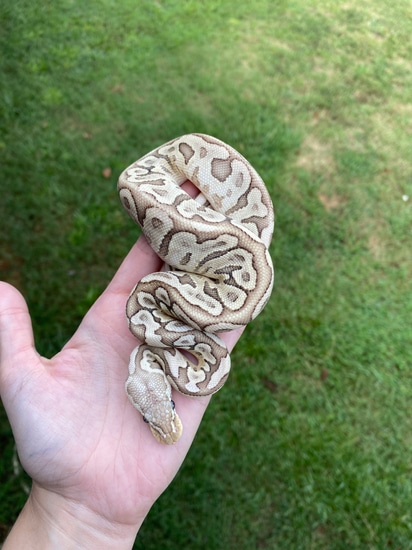 Pastel Bamboo Leopard Het Vpi Axanthic Ball Python by Southern Roots ...