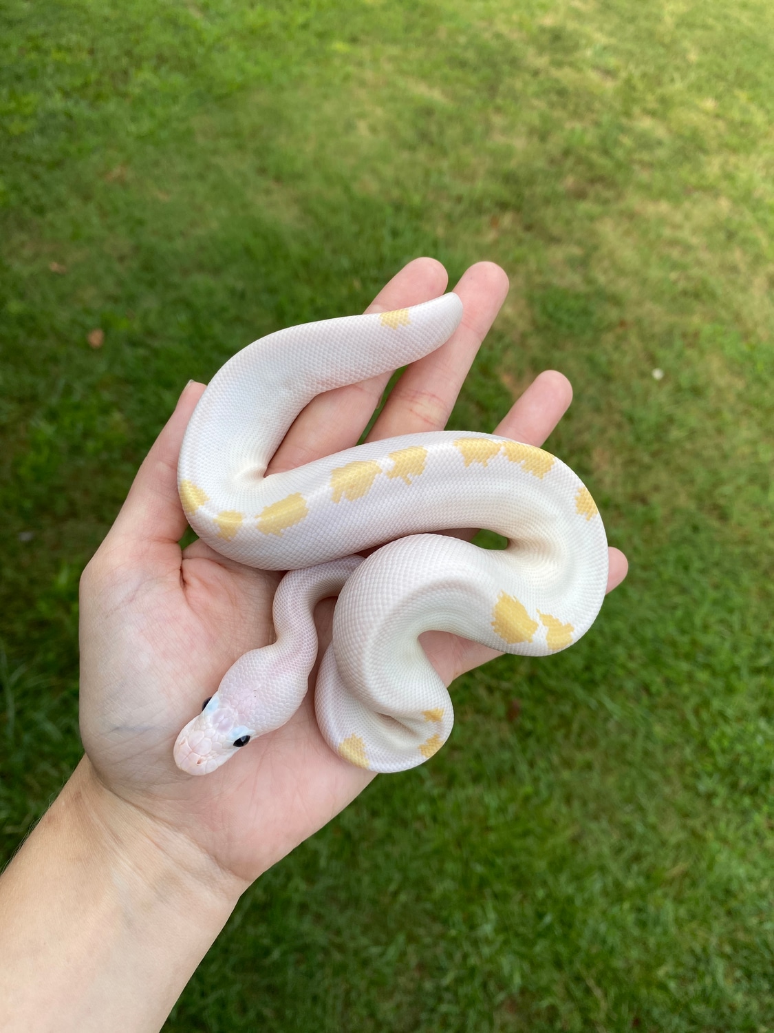 Super Fire Het Pied Poss Enchi Yellowbelly And Vanilla Ball Python by ...