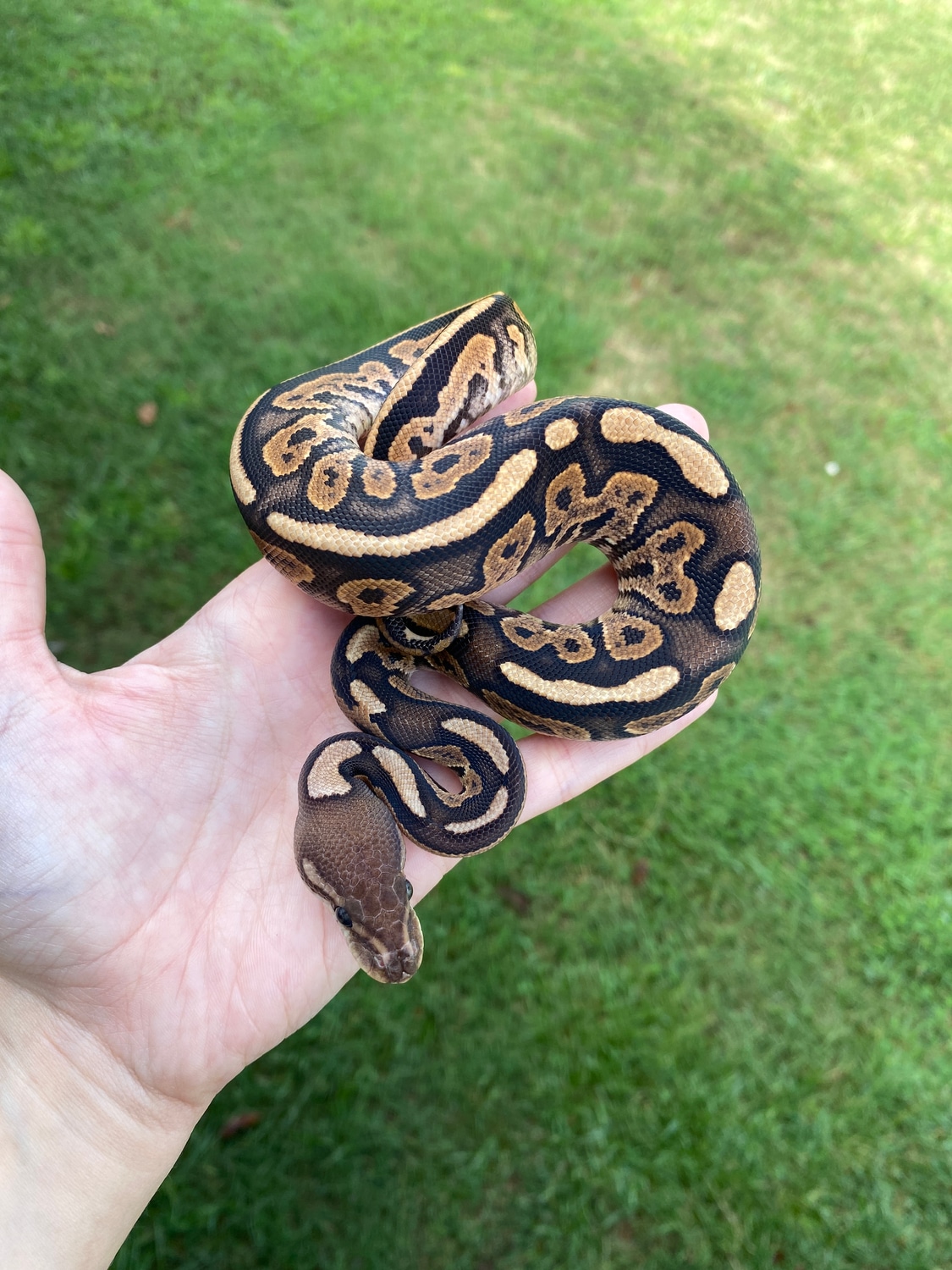 Cinnamon Vanilla Or Fire 66% Het Clown Ball Python by Southern Roots ...
