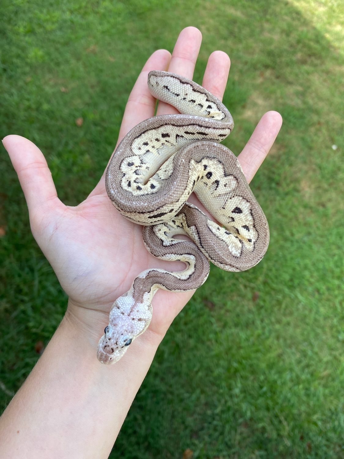 Pewter Vanilla Clown Ball Python by Southern Roots Pythons - MorphMarket