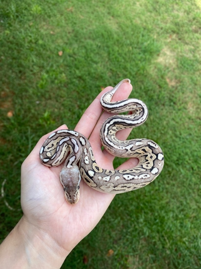 Pewter Fire Or Vanilla 66% Het Clown Ball Python by Southern Roots Pythons