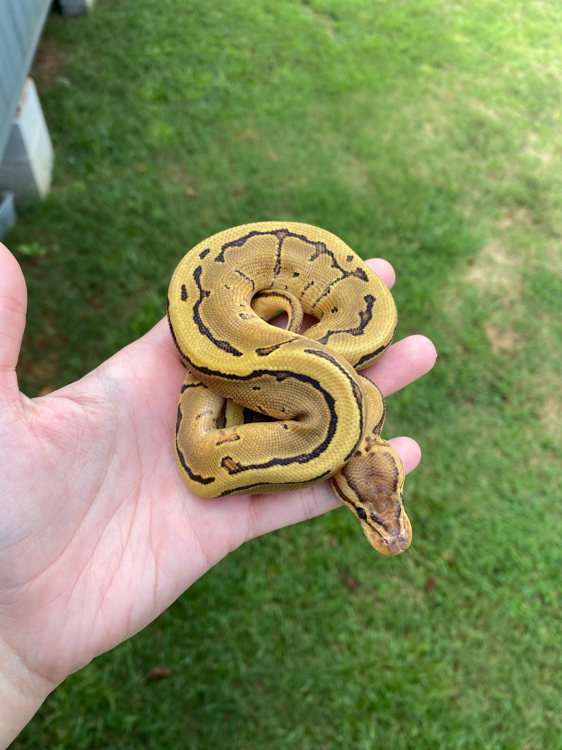 Orange Dream Vanilla Pinstripe Ball Python by Southern Roots Pythons - MorphMarket