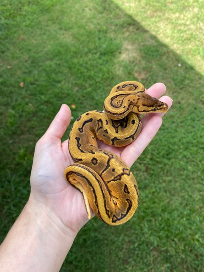 Orangedream Yellowbelly Pinstripe Vanilla Ball Python by Southern Roots ...