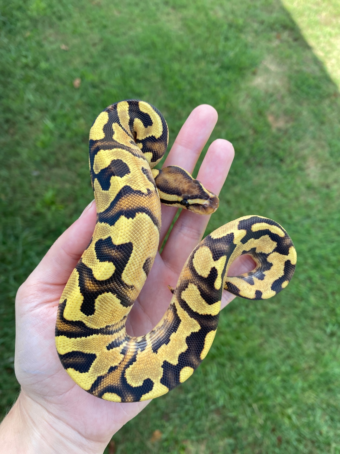 Orangedream Yellowbelly Vanilla Ball Python by Southern Roots Pythons ...