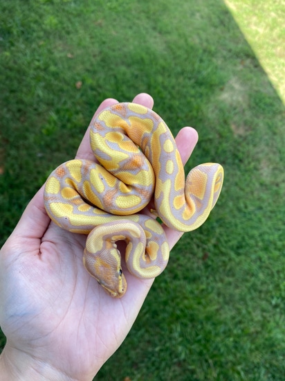 Banana Yellowbelly Het Pied Ball Python by Southern Roots Pythons