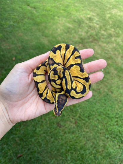 Yellowbelly Enchi Orangedream Het Pied Ball Python by Southern Roots ...