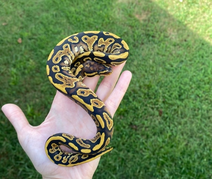 Free ️ Vanilla Pastel Yellowbelly Leopard Het Pied Ball Python by ...