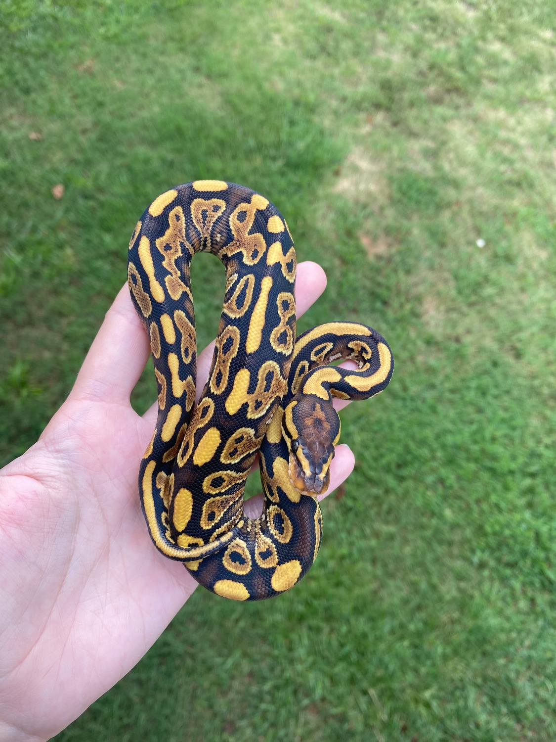 Free ️ Red Stripe Yellowbelly Het Clown Ball Python by Southern Roots ...