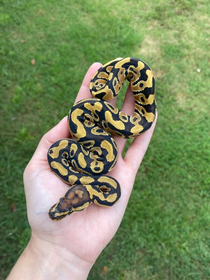 Special Het Clown Ball Python by Southern Roots Pythons