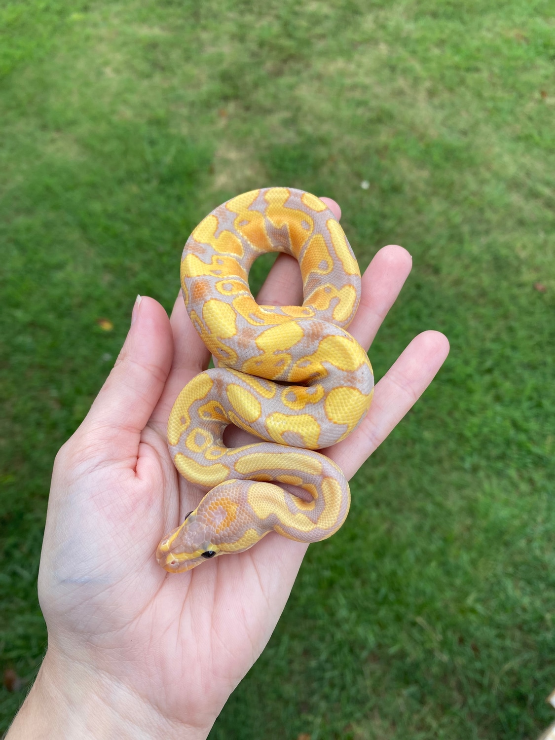 Banana Het Clown Ball Python by Southern Roots Pythons - MorphMarket