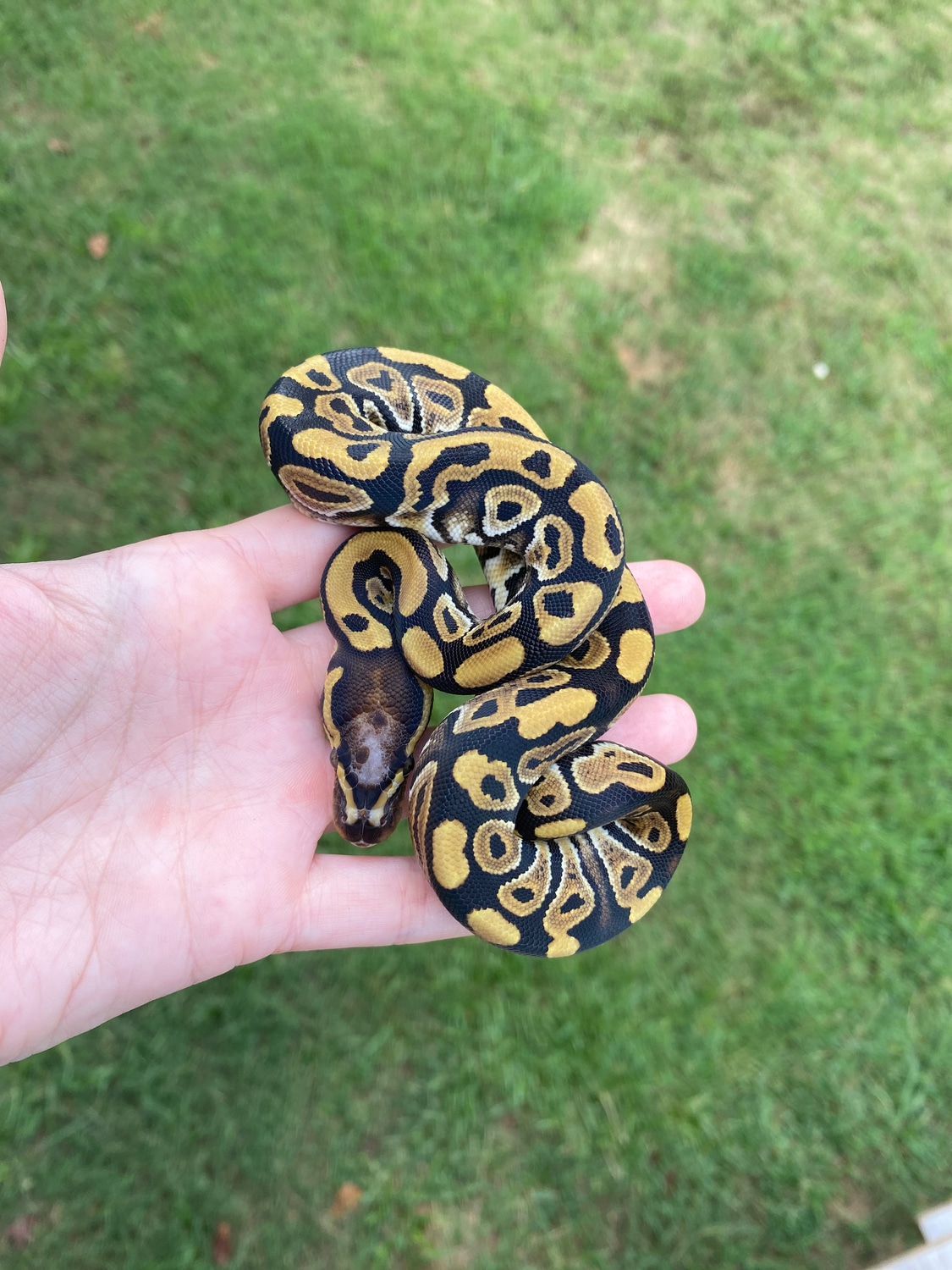 Mystic Scaleless Head Ball Python by Southern Roots Pythons - MorphMarket