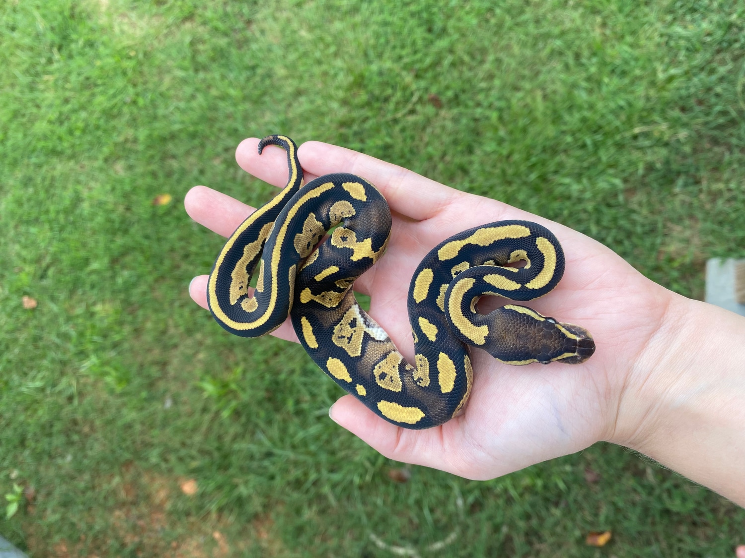 Blackhead Fire 50% Het Pied Ball Python by Southern Roots Pythons - MorphMarket