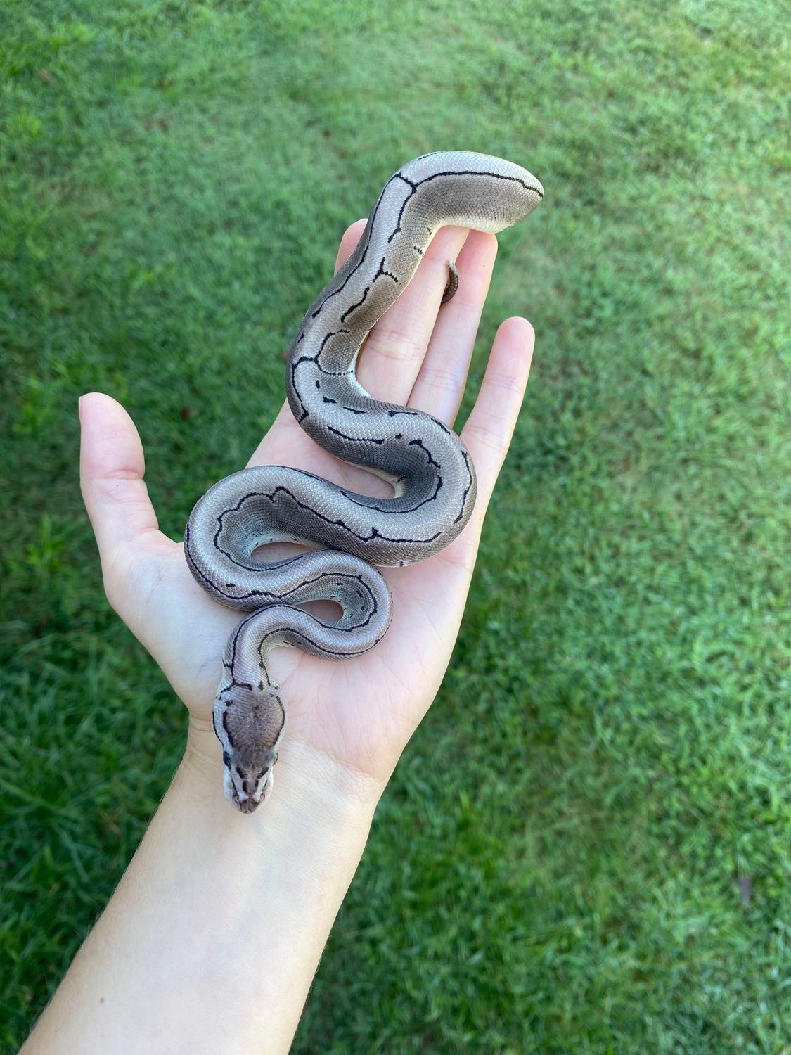 Fire Leopard Pinstripe VPI Axanthic Ball Python by Southern Roots ...
