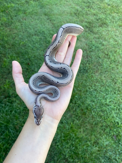Fire Leopard Pinstripe VPI Axanthic Ball Python by Southern Roots Pythons