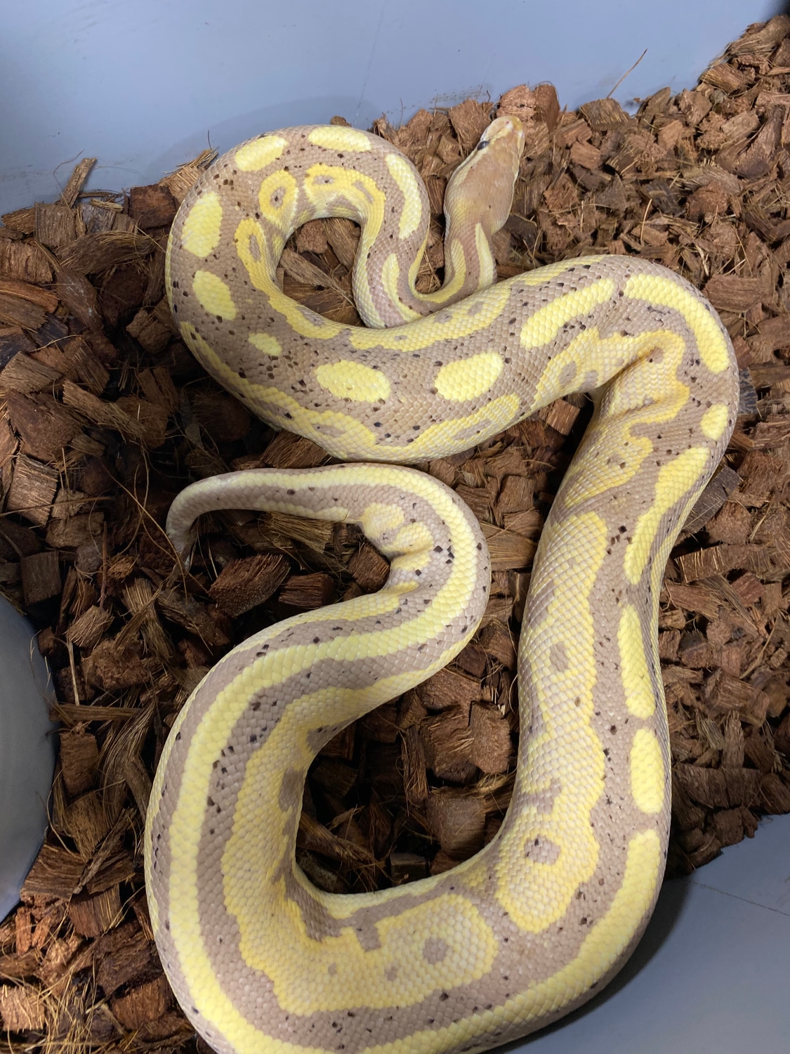 Blackpastel Banana Het Pied Breeder Ball Python by Southern Roots ...