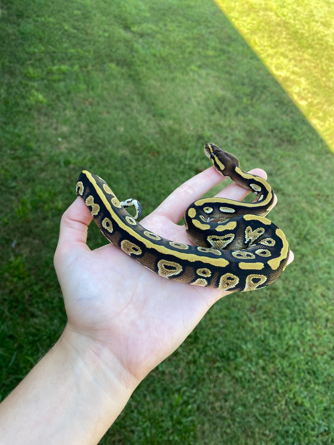 Blackhead Mystic 50het Pied Ball Python By Southern Roots Pythons Morphmarket