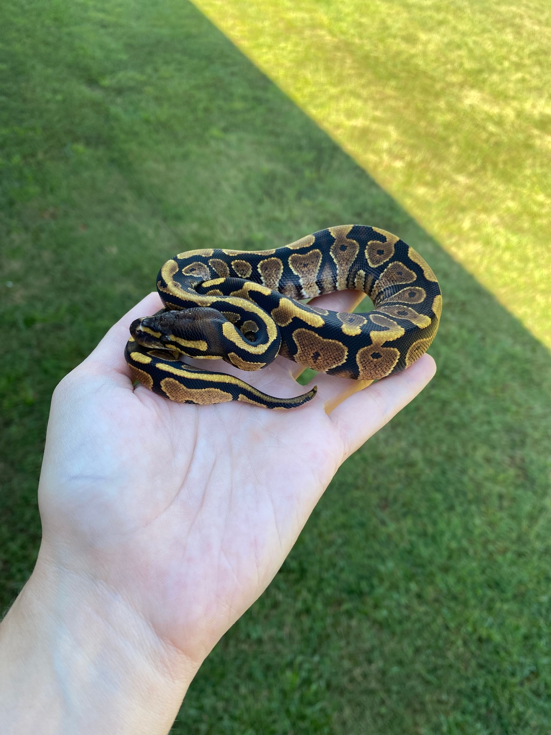 Enchi Gravel Ball Python by Southern Roots Pythons - MorphMarket