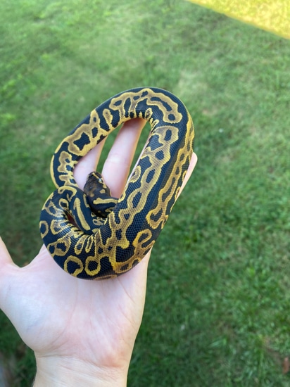 Yellowbelly Leopard Dbl Het Hypo Het Pied Ball Python by Southern Roots ...