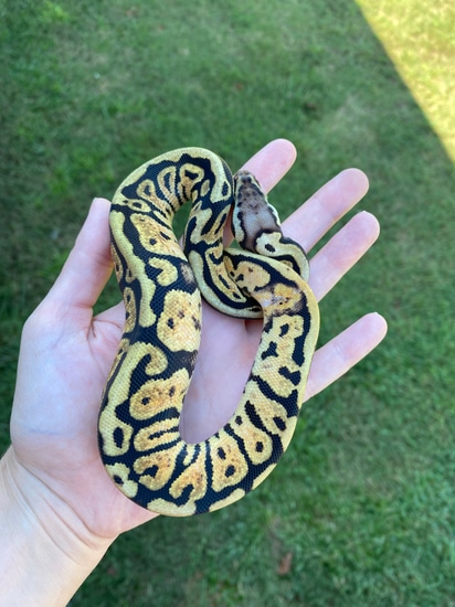Pastel Yellowbelly Spotnose Het Pied Ball Python by Southern Roots Pythons